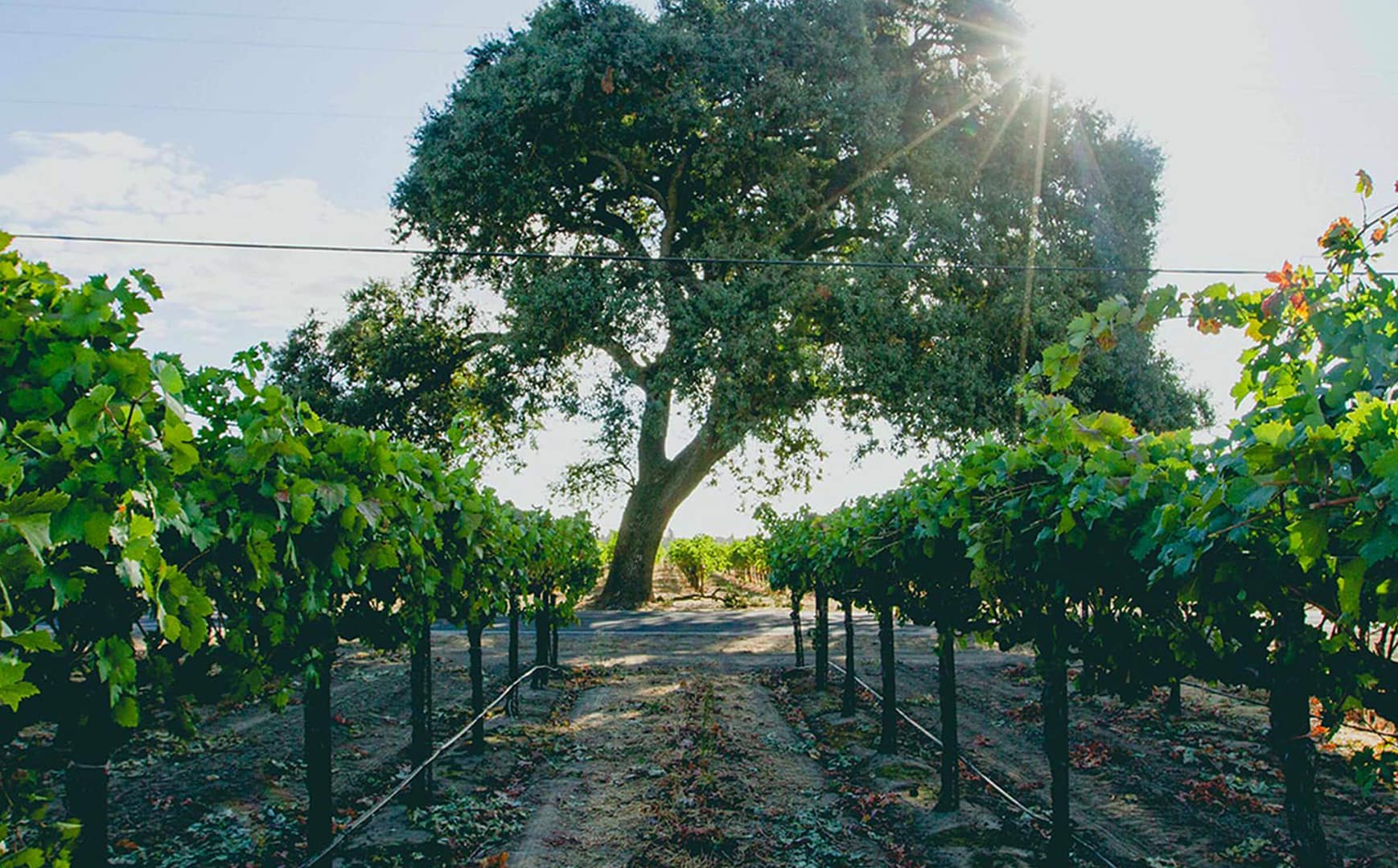 Private Events - Michael David Winery